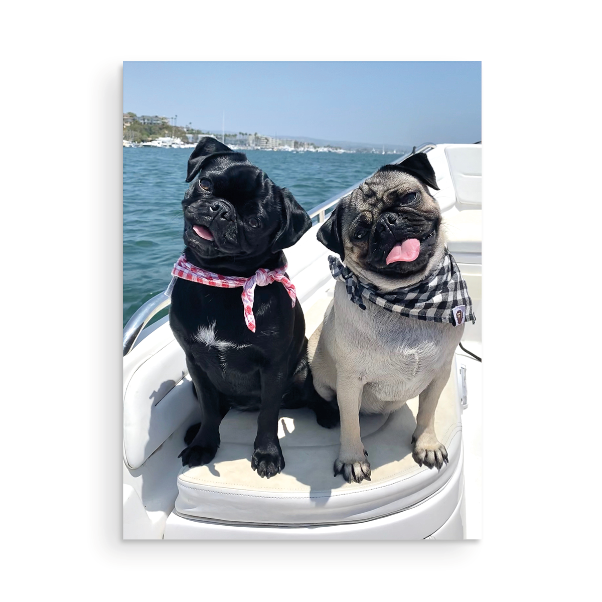 Positive Pugs – Something New For Dinner